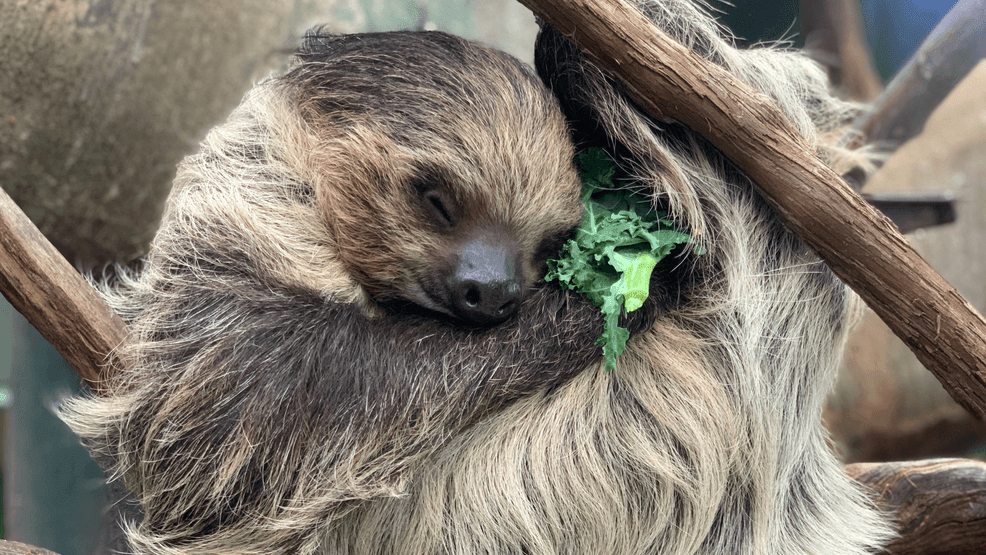 Beloved sloth Athena dies at National Zoo after sudden health decline