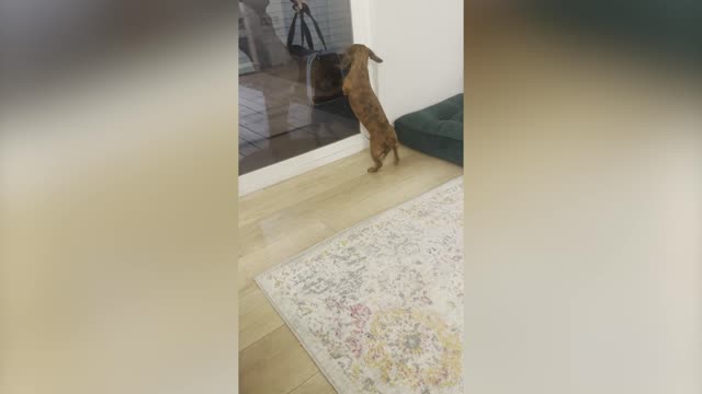 Lonely sausage dog finds companionship after owners relocate