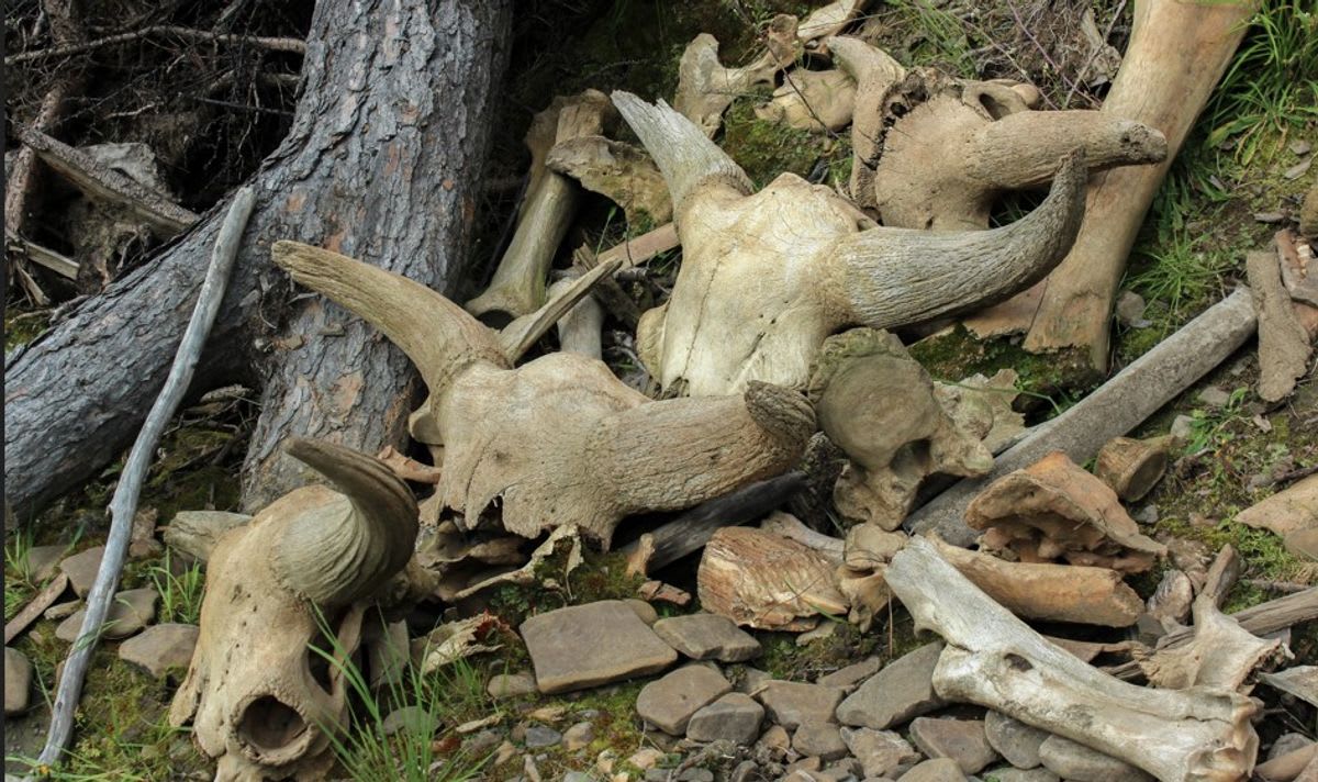 Humans Weren’t Capable Of “Mass Hunting” Until 50,000 Years Ago – What ...