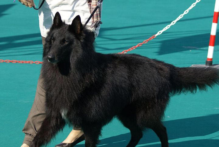Philadelphia Hosts The 2025 National Dog Show And These Are The Results