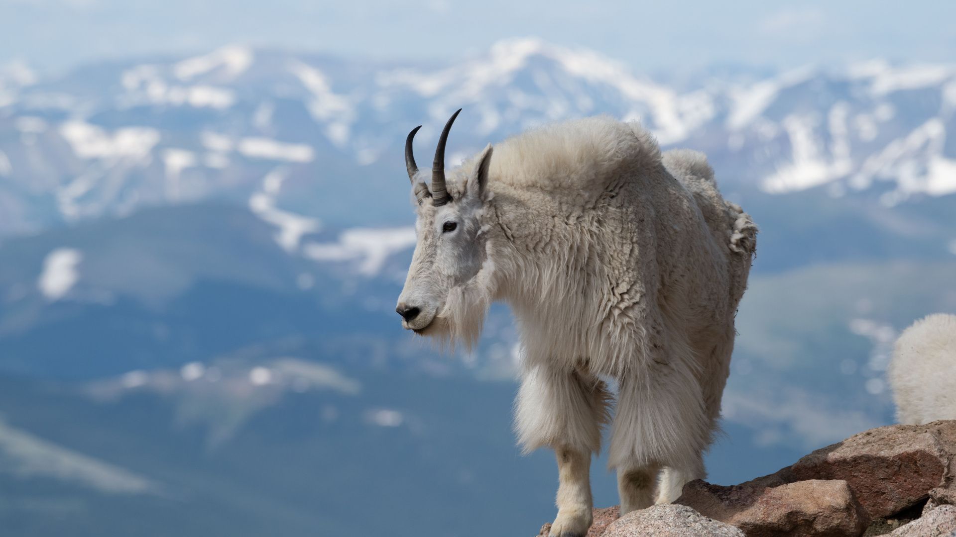 The States With Large Populations Of Mountain Goats