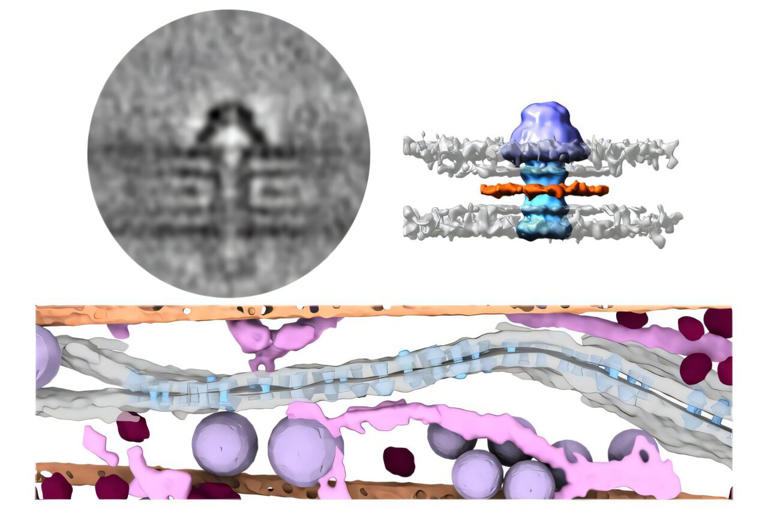 New building blocks of cell communication: How an invisible 'cap' could ...