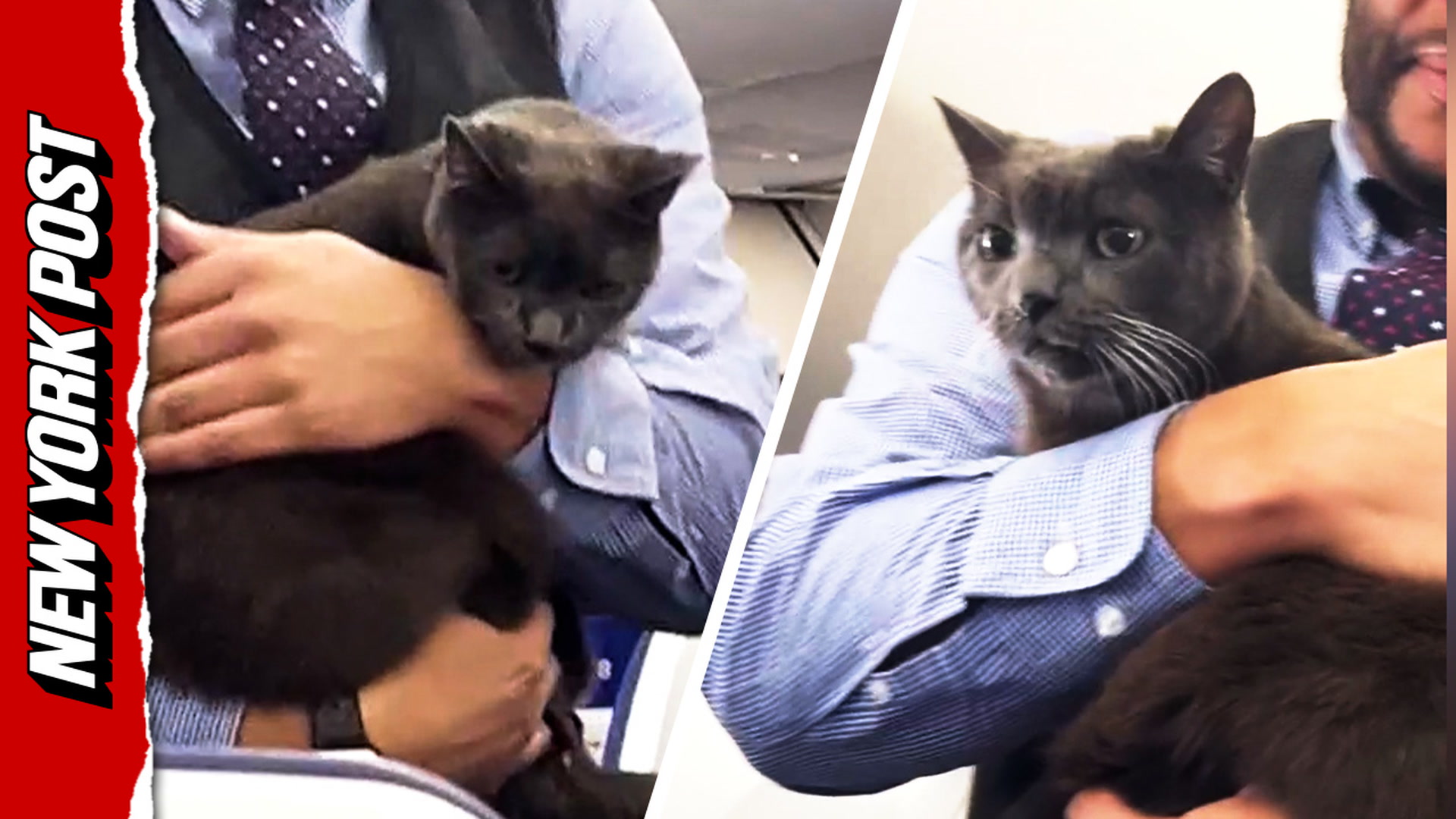 Adorable runaway cat gets help finding its owner from a flight ...