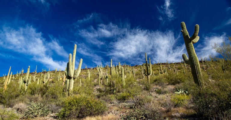 The 7 Top Outdoor Things To Do Around Mesa, Arizona