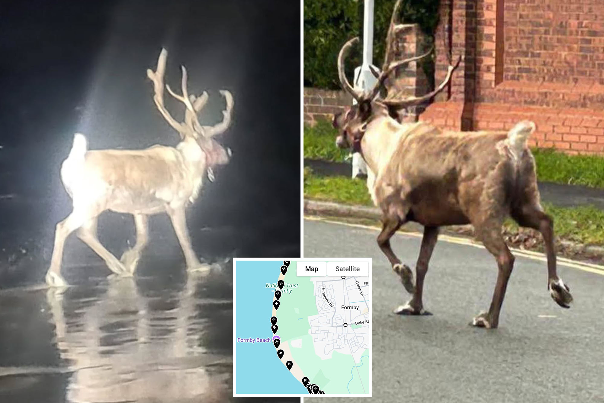 Reindeer escapes UK Santa Land, sparking red-nose alert, rescue mission ...