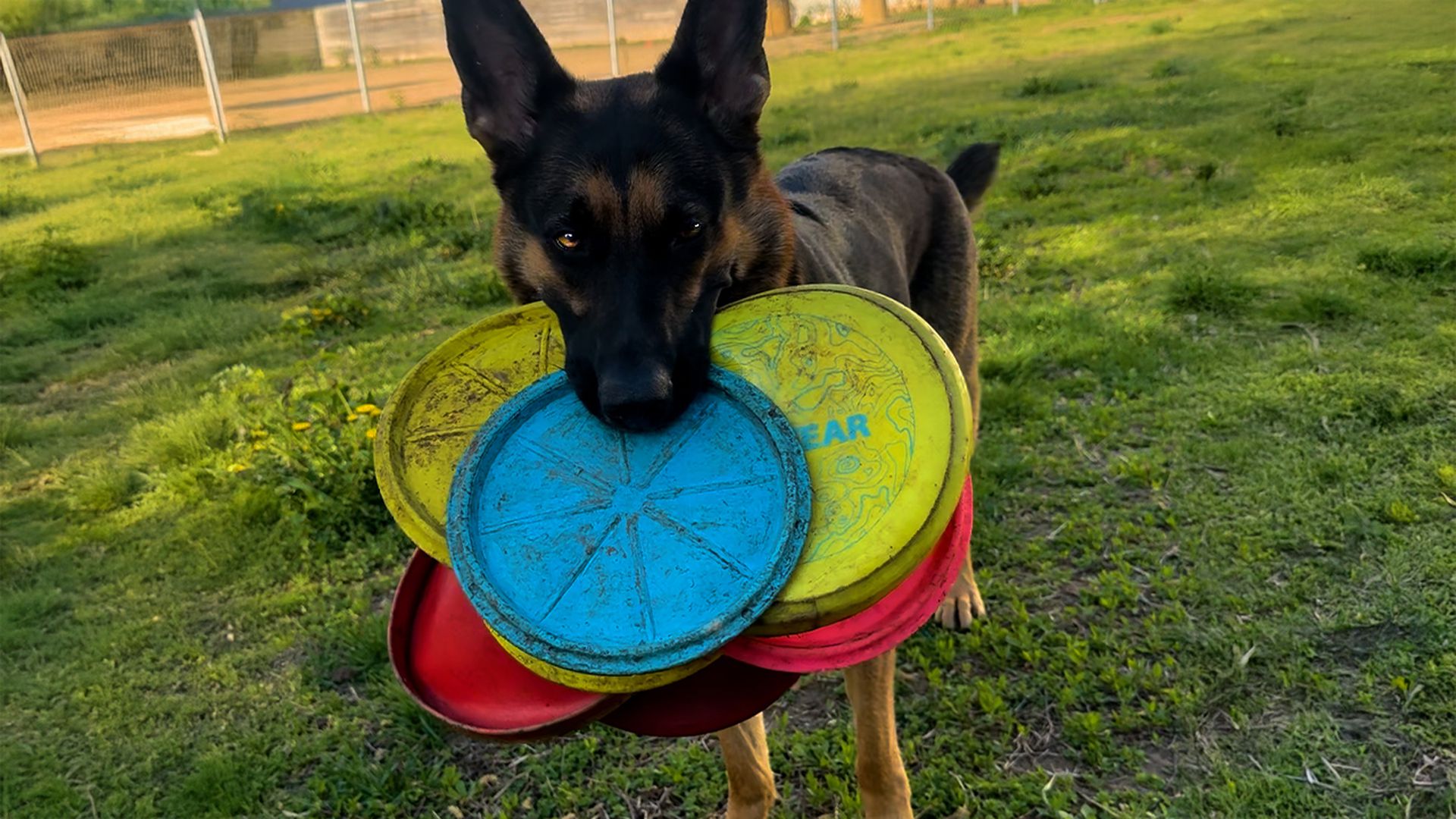 German shepherd carries as many frisbees as she can