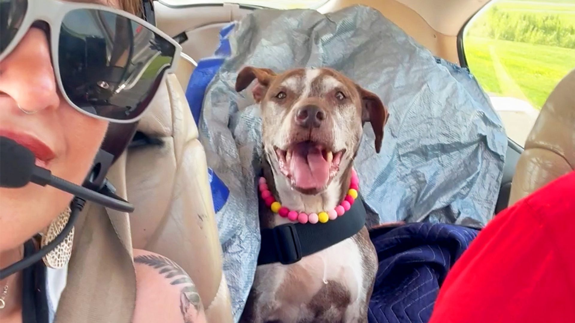 Woman Fulfills Everything Off Her Dog's Bucket List