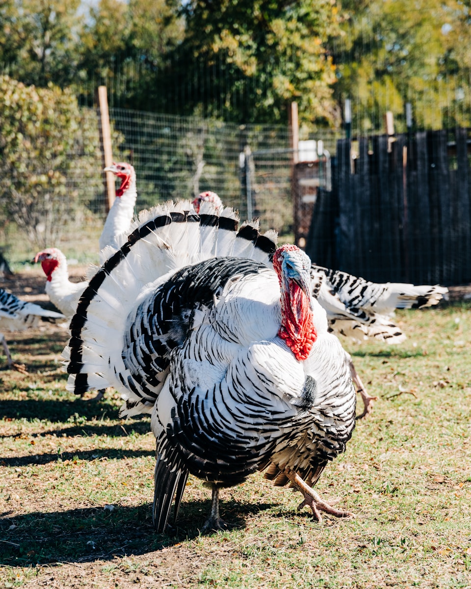 Inside the strange mating habits of turkeys