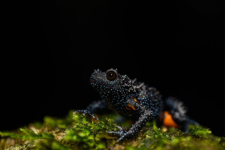 Exploring The Unique Celestial Appearance Of The Galaxy Frog