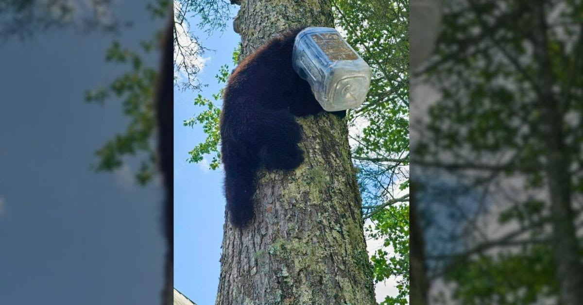 Black bear cub found with its head stuck in pretzel jar rescued in Georgia