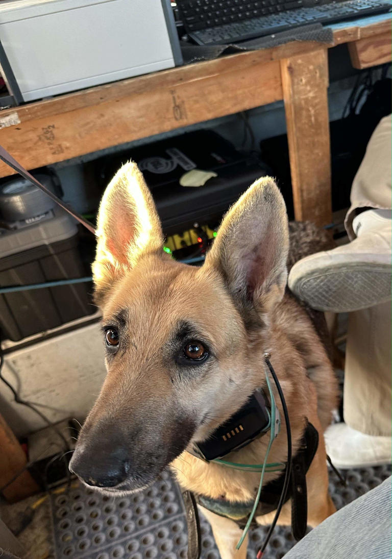 K-9 credited with locating plane in Lake Pontchartrain. How discovery ...