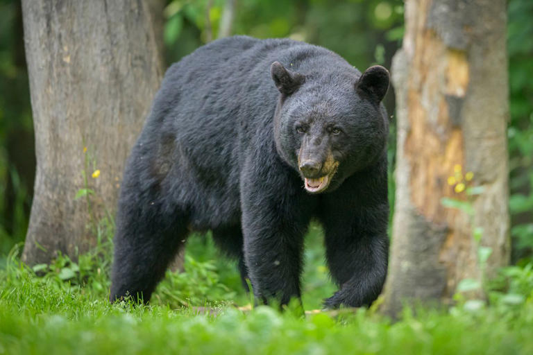 Man Discovers 'Big and Ferocious' Bear Under California Home After ...
