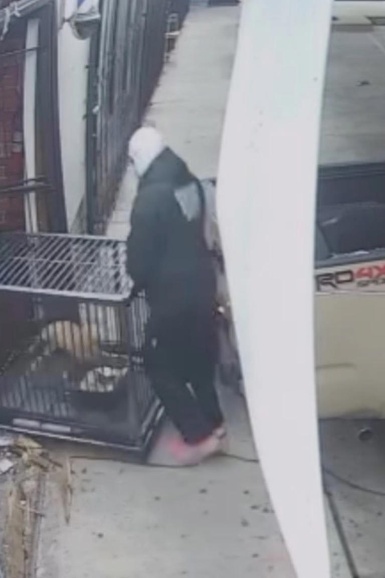 Rare $2,000 cat stolen from LA barbershop in brazen smash and grab