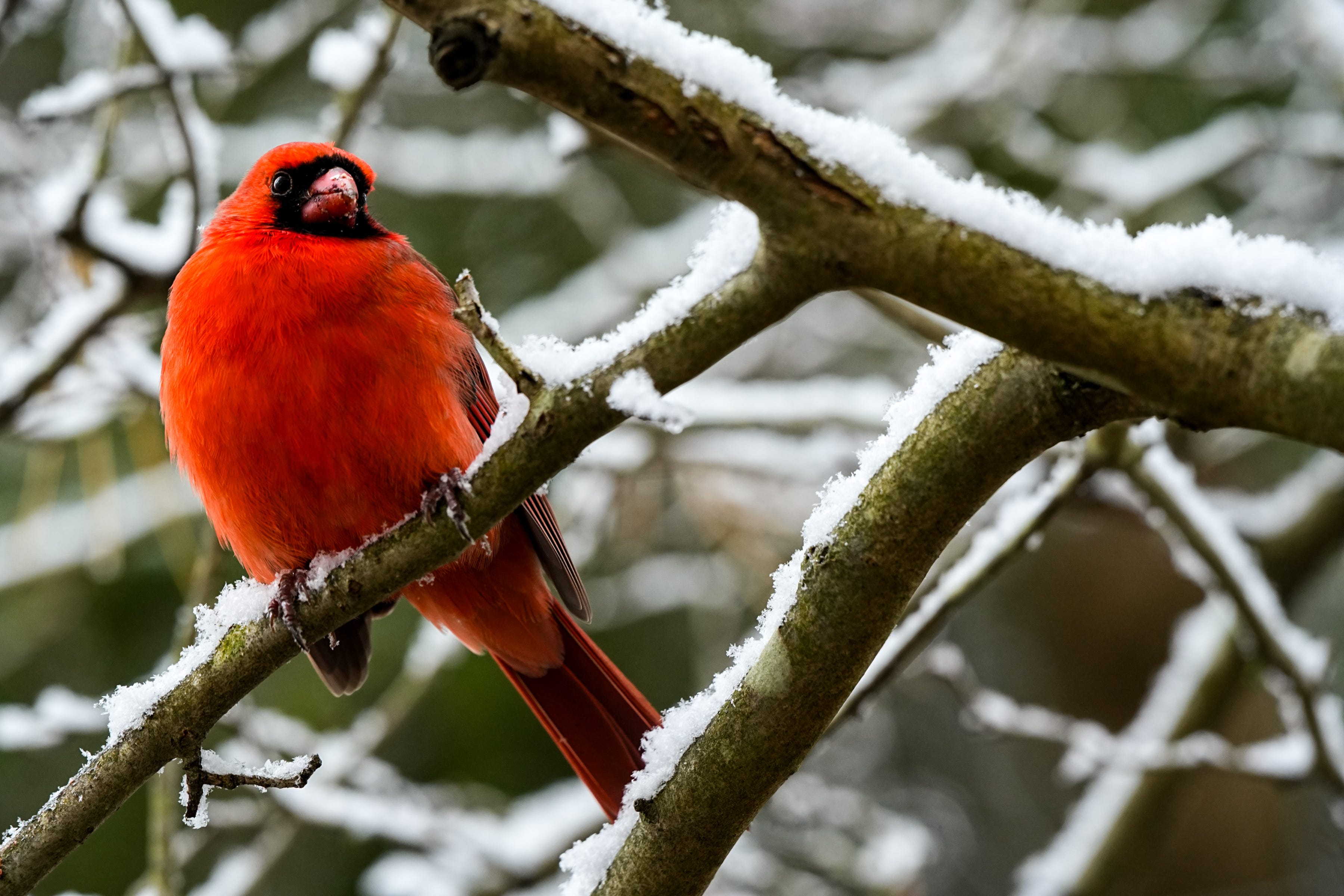 How much snow has Ohio seen so far? See snow totals, weather advisories