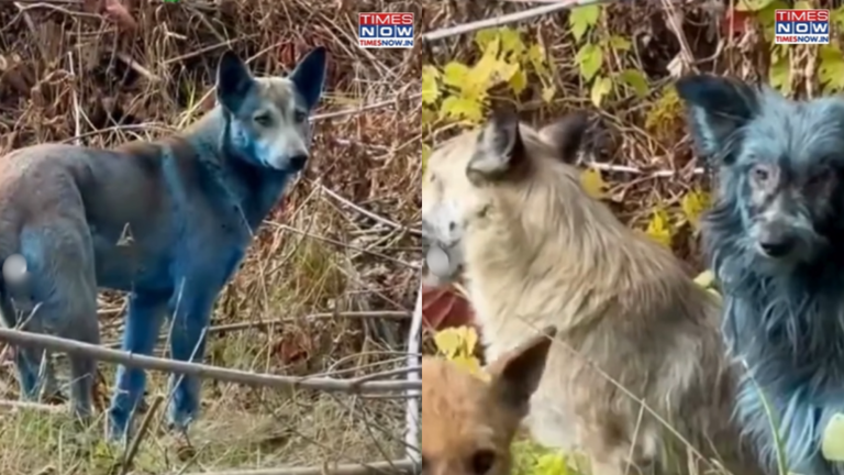 What Is Going With Fungus In Chernobyl? Scientists Puzzled By Black ...