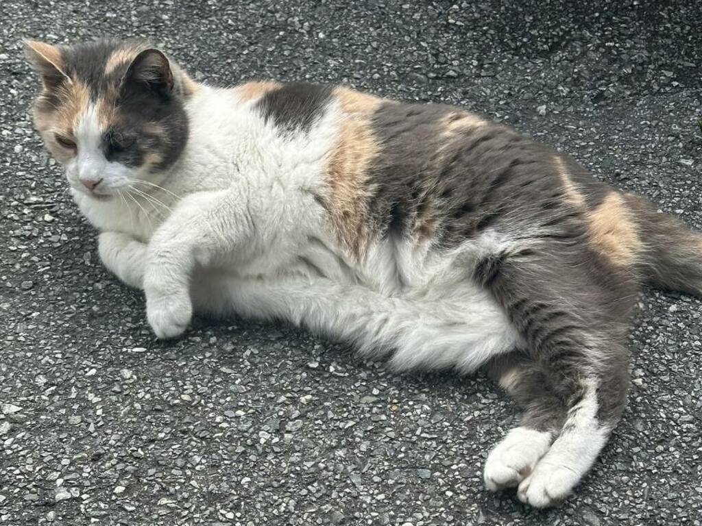 Gatta investita da pirata della strada a Quezzi: “Sporgeremo denuncia”