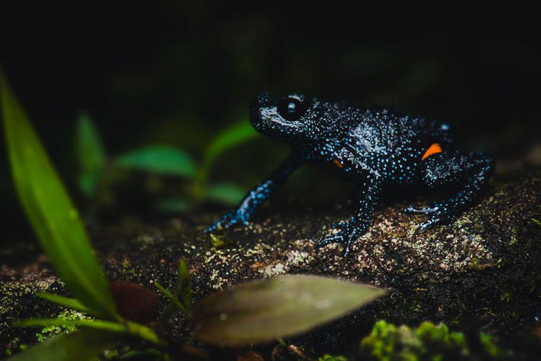 Exploring The Unique Celestial Appearance Of The Galaxy Frog