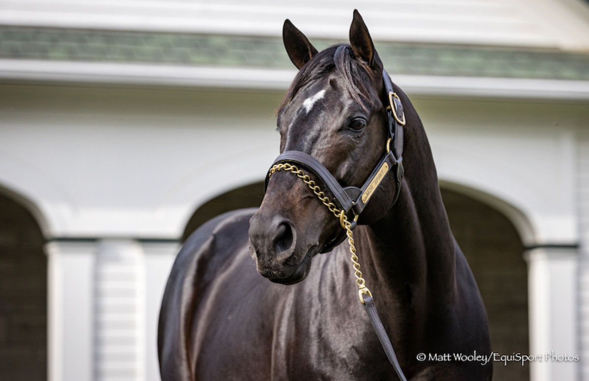 Kentucky Derby Alum Mor Spirit, Graded Winner Pyrenees Exported To ...