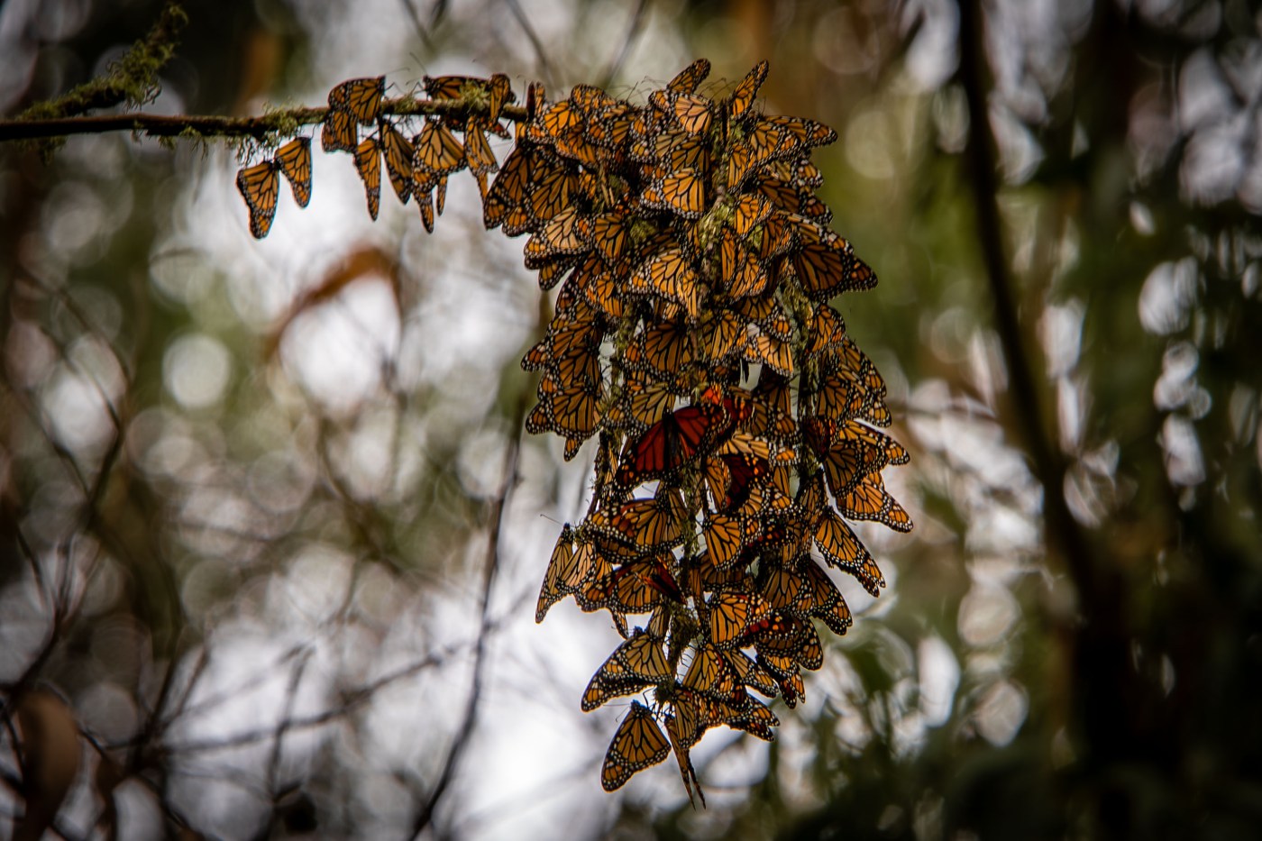 Monarch butterflies return to Santa Cruz