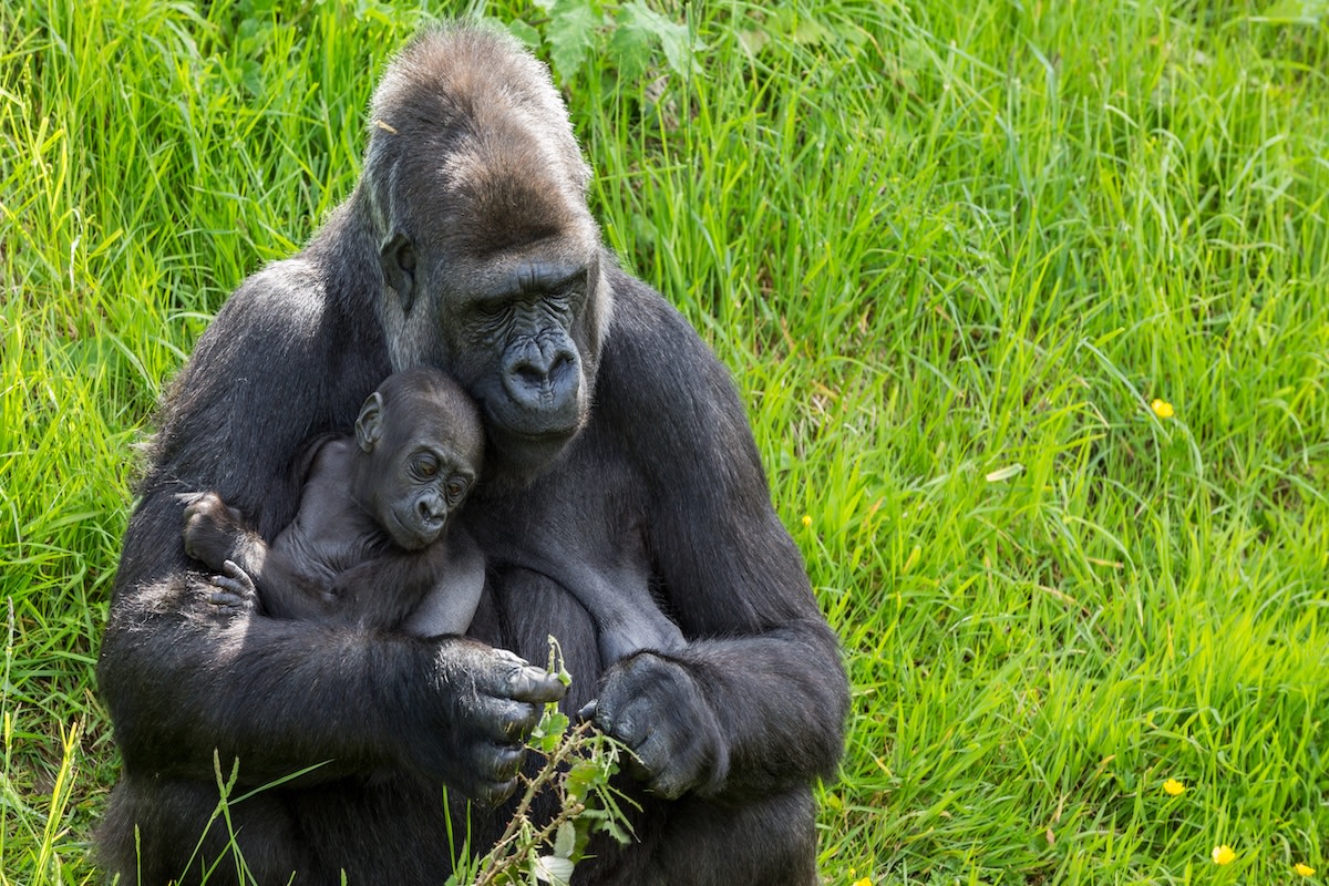 Gorilla Parents Proudly Show Off Their Adorable New Baby