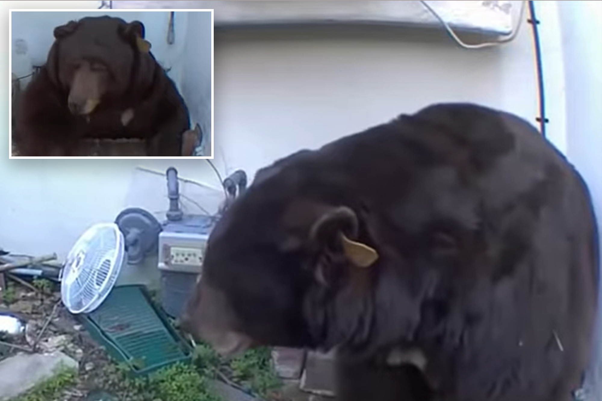 Massive bear caught on camera squeezing itself into tiny crawl space