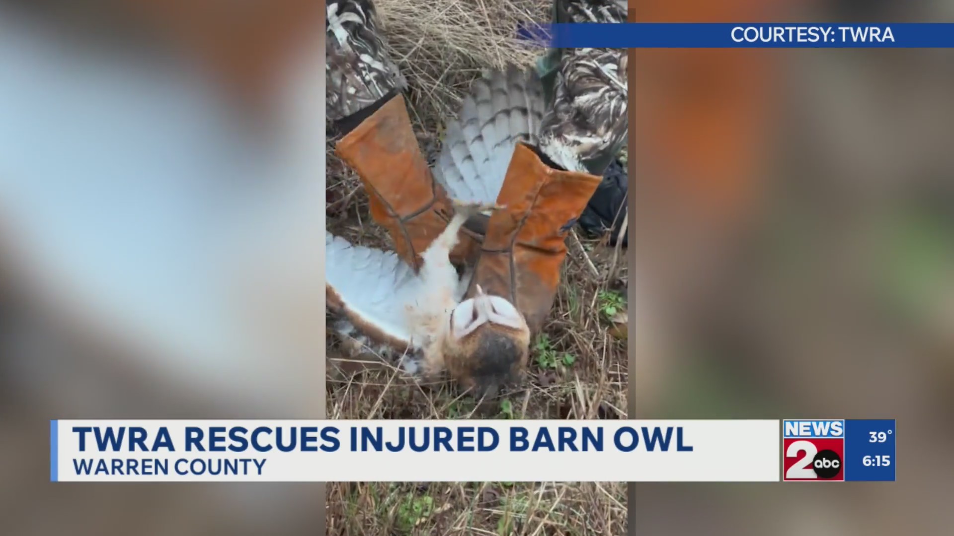 TWRA rescues injured barn owl in Warren County