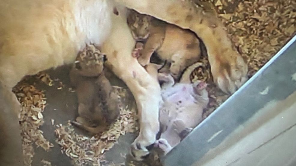 Detroit Zoo welcomes trio of lion cubs