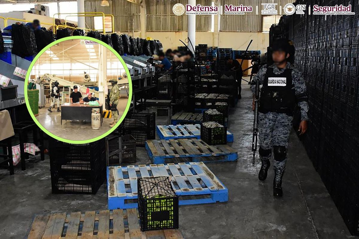 Michoacán bajo fuego: Ejército revienta narco campamentos y desata ...