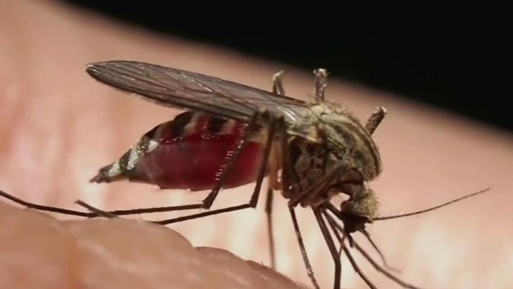 What is dengue? Infectious disease experts warn against travel to Cuba ...