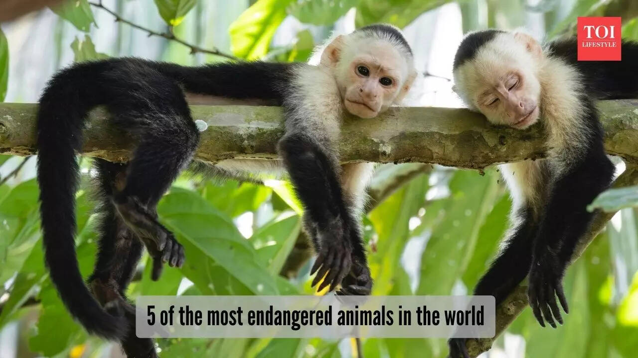 From Sunda Pangolins to Sunda tiger: 5 of the most endangered animals ...