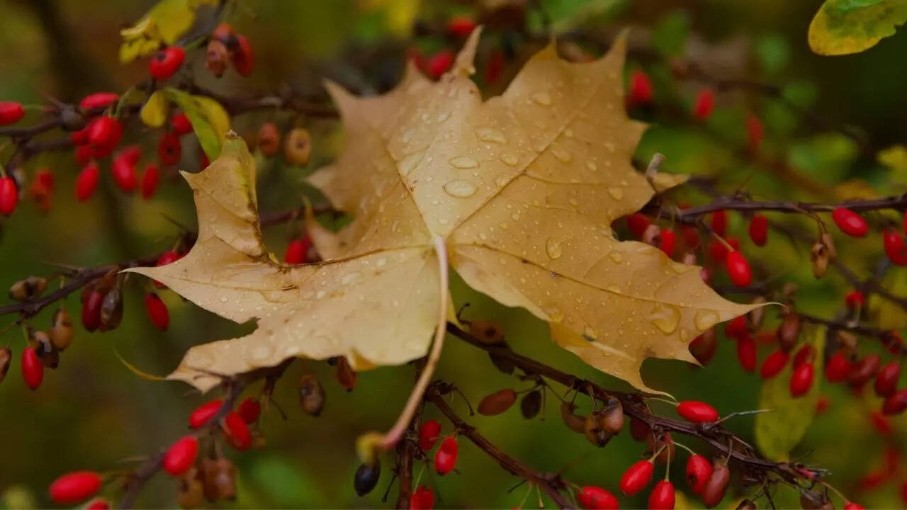 Berberine: The viral “nature’s Ozempic” for weight loss; here’s what ...