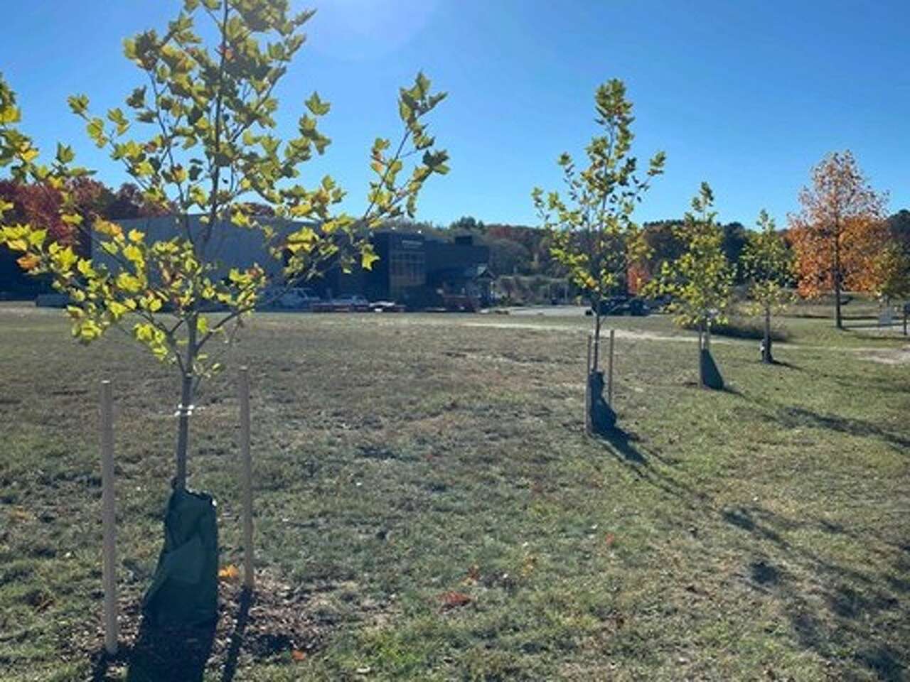 Frankfort Tree Board gets $3K grant from Consumers Energy