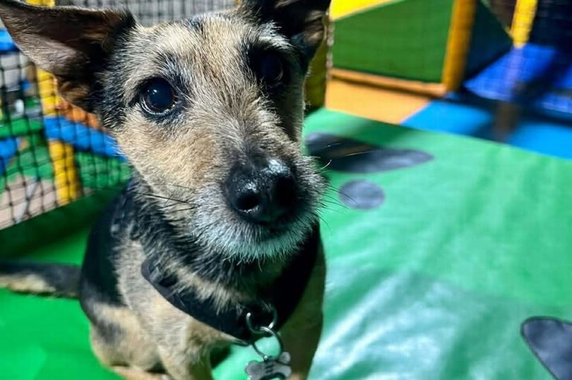 Doggy heaven as 'pawsome' new Somerset soft play centre for dogs opens