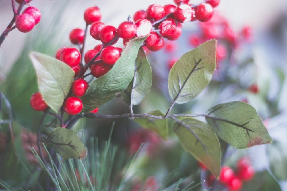 Bunga Kelahiran Desember dan Artinya untuk Pasangan, Apa Itu?