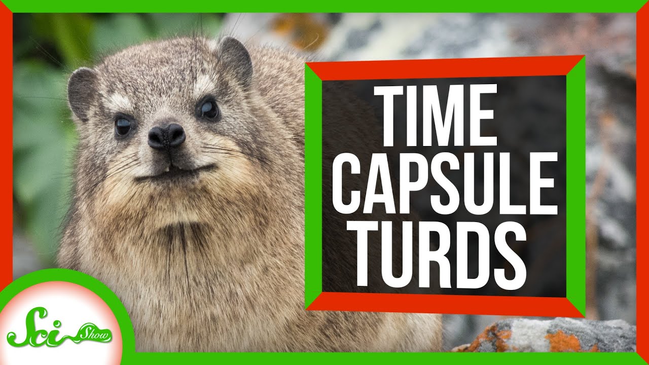 How hyraxes preserve the past in poo