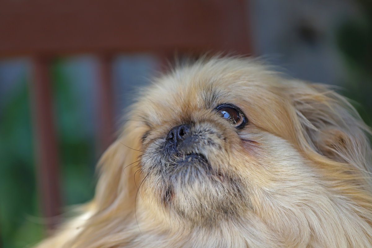 Senior Rescue Pekingese Acts 'Passive Aggressively' Hoping to Score ...