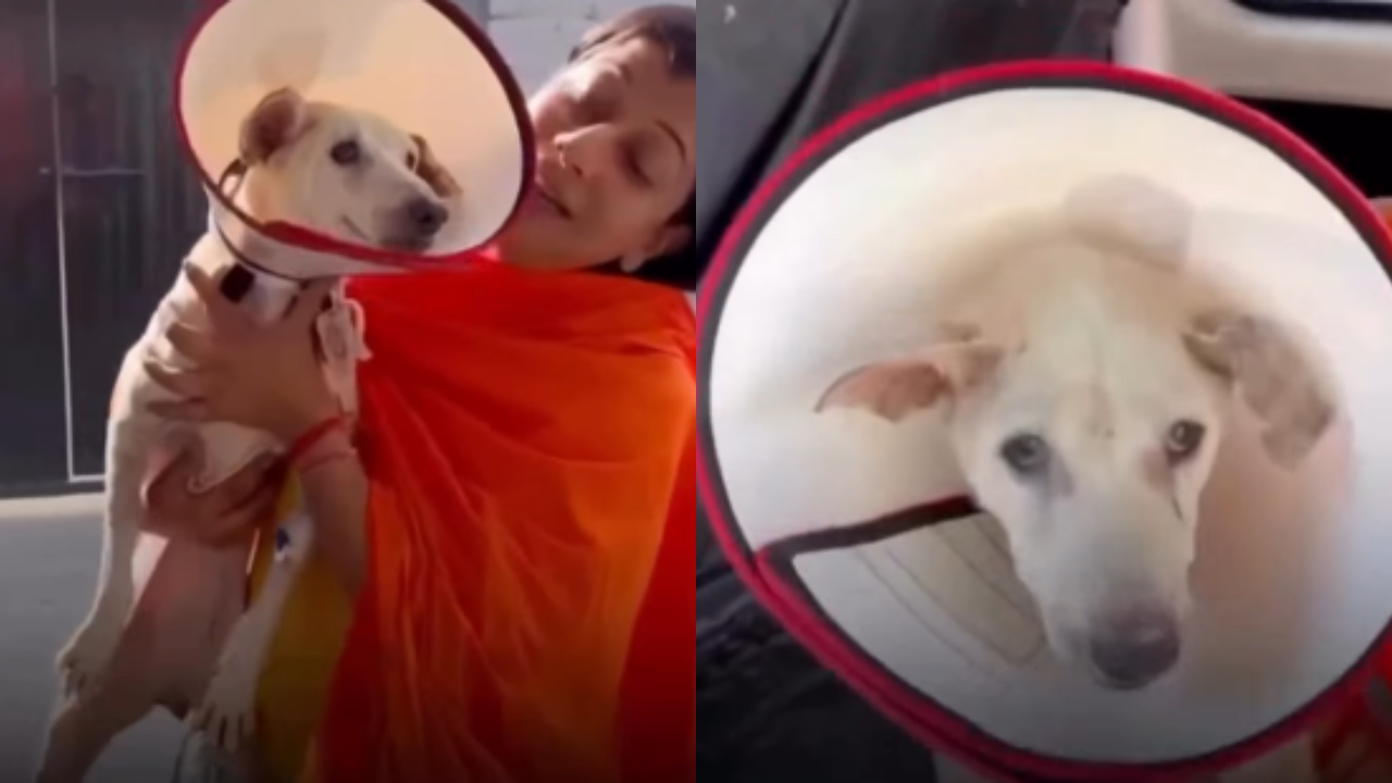 Cutest Video Of The Day! Previously Blind Stray Dog Sees World For ...