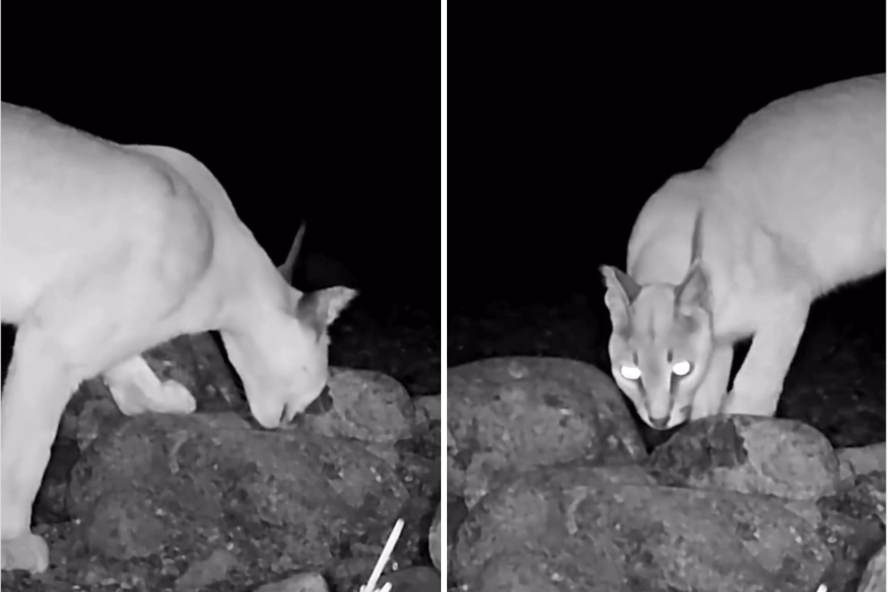 "Critically endangered" apex predator caught on trail cam in rare sighting