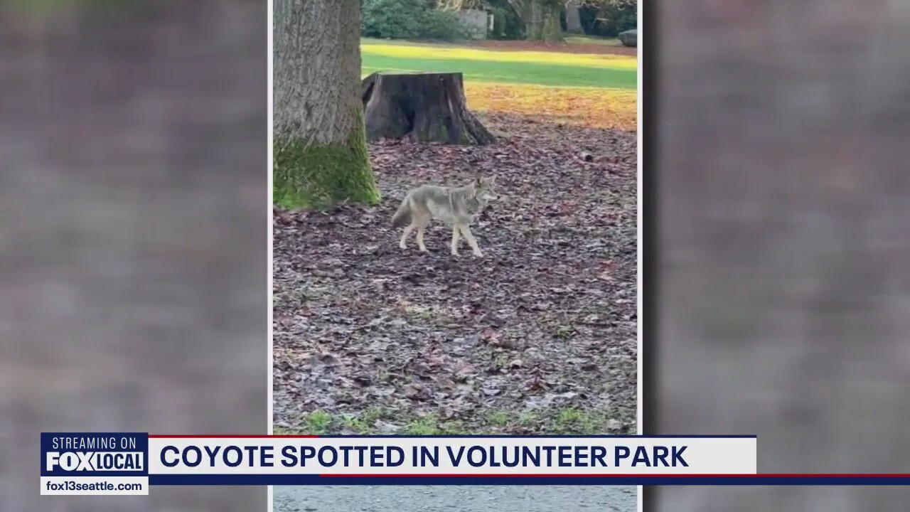Seattle man shares frightening close encounter with coyote in Volunteer ...