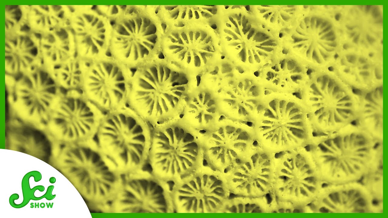 This animal has a retractable anus