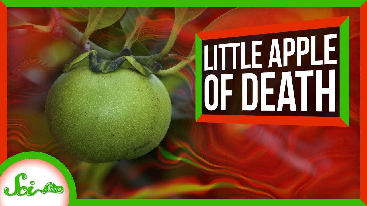 The little apple of death