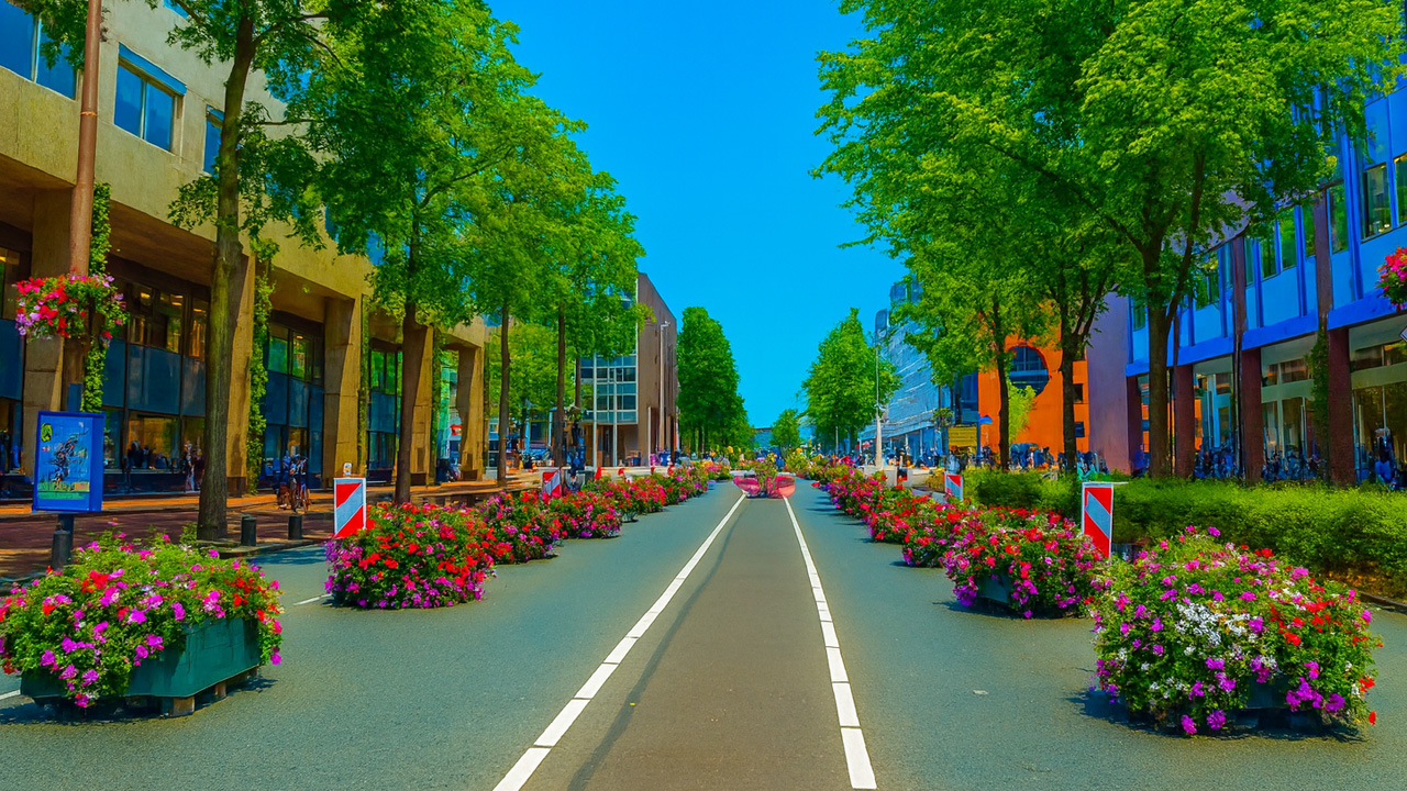 What Is Amsterdam Like on a Summer Day?