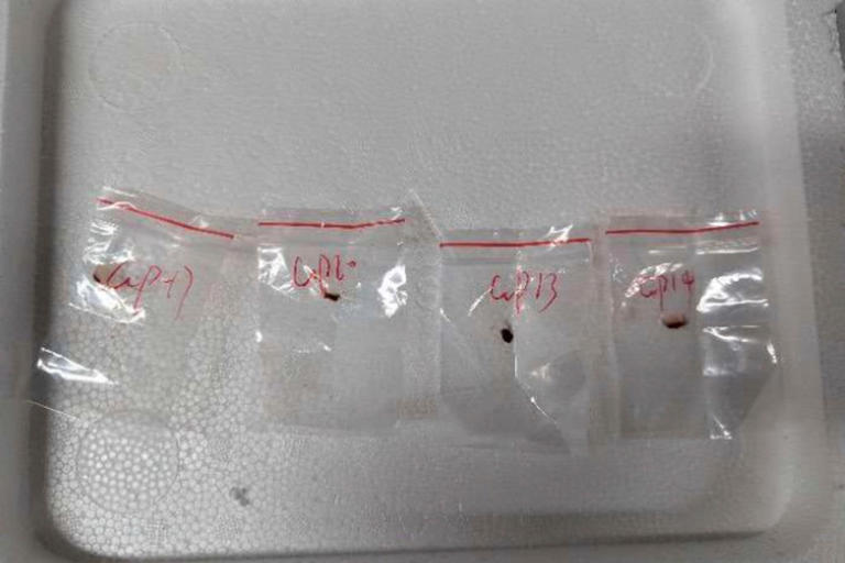 Chinese scientist who smuggled dangerous ‘vomitoxin’ fungus into US ...