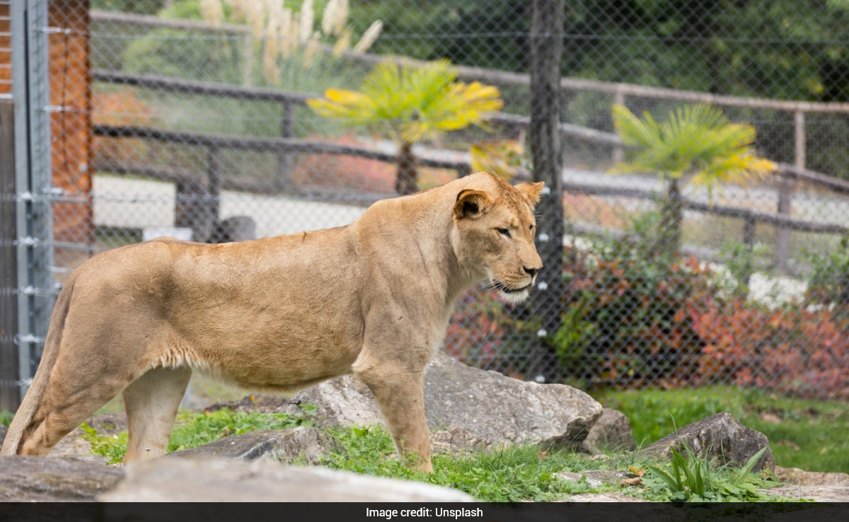 Brazilian Teenager, Who Wanted To Work With Animals, Mauled To Death By ...