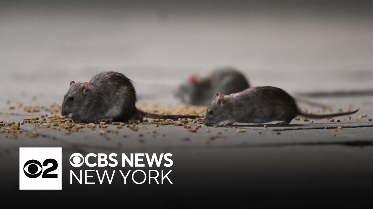 Rat sightings are dropping in New York City, officials say