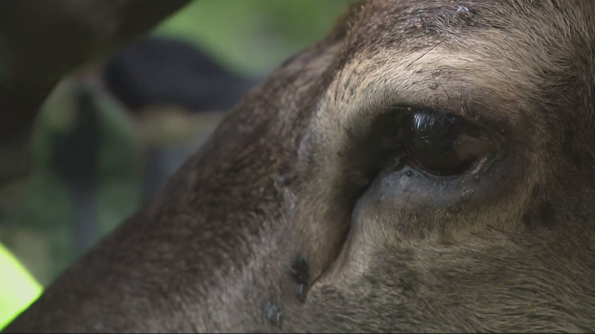 Oregon state troopers set out to catch elk poachers in the Clatsop ...