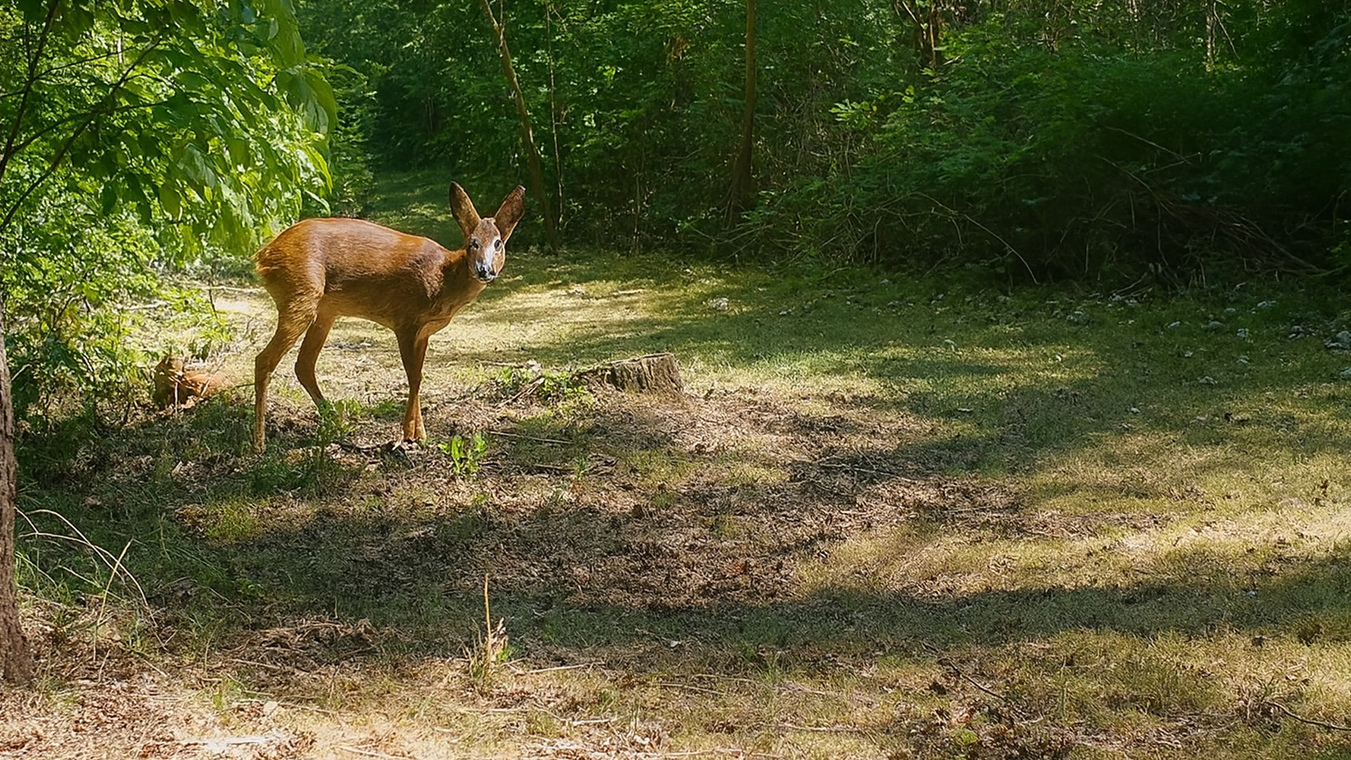 Camera Hidden in the Forest Captured This Scene