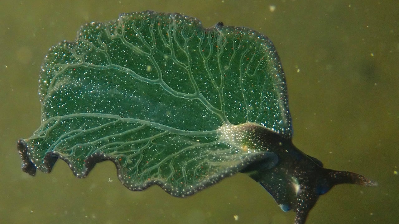 #TheMoment scientists came upon a rare photosynthesizing sea slug