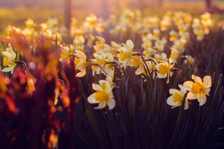 Bunga Kelahiran Desember dan Artinya untuk Pasangan, Apa Itu?