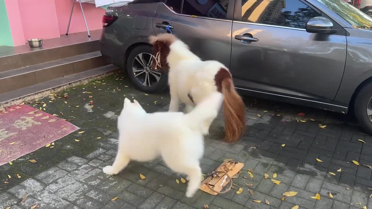 Pony chases barking dog during playful interaction in Hunan, China